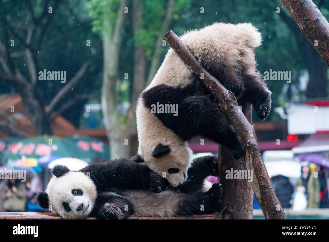 Giant pandas play in the rain at Chongqing Zoo, Chongqing, China. 21st ...