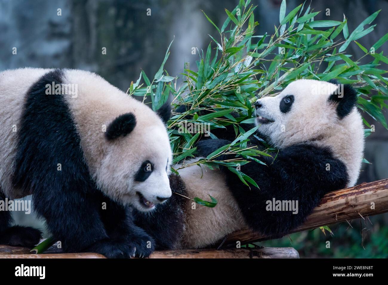 Giant pandas play in the rain at Chongqing Zoo, Chongqing, China. 21st ...