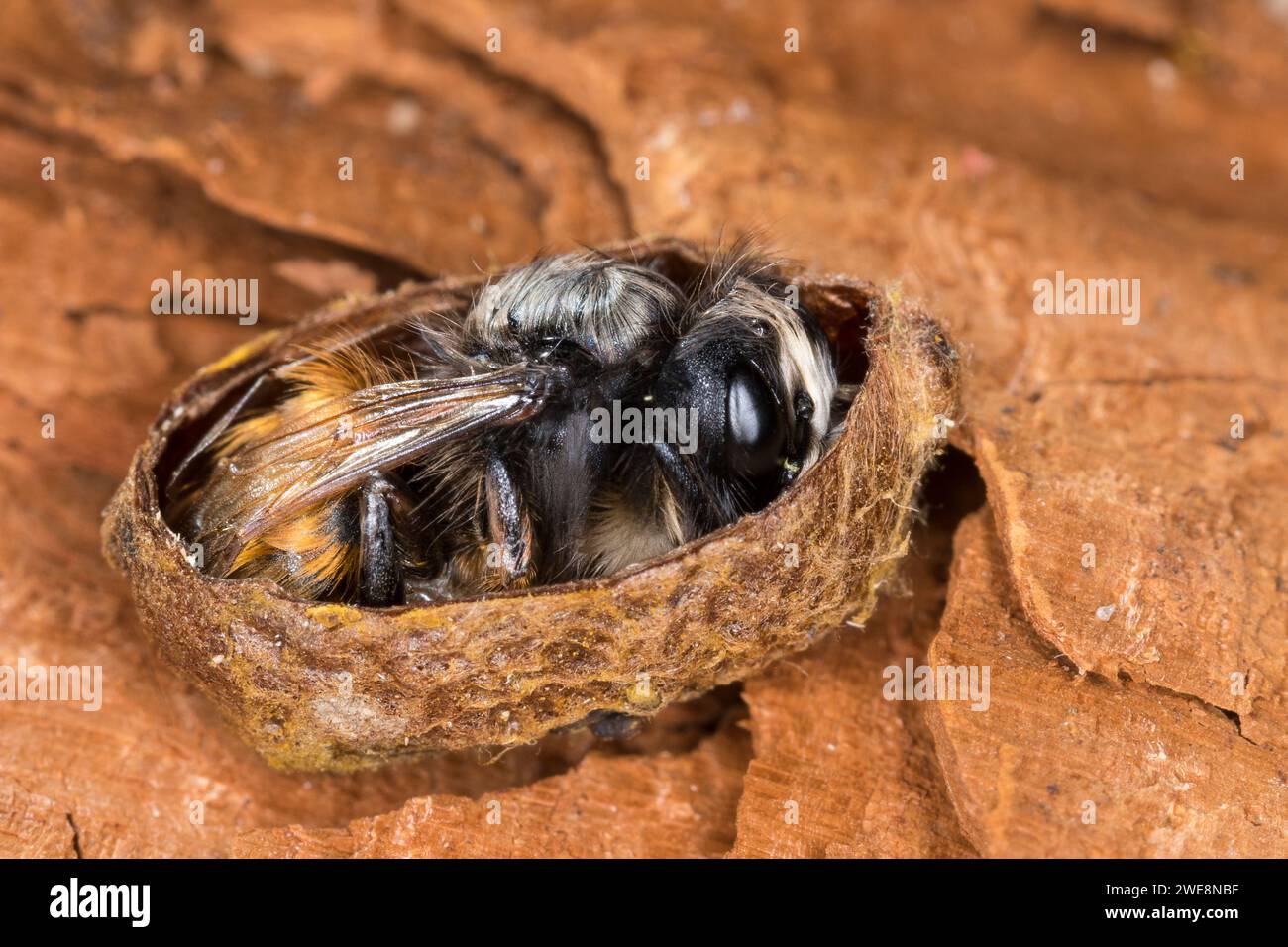 Gehörnte Mauerbiene, Männchen im geöffneten Kokon, Osmia cornuta ...