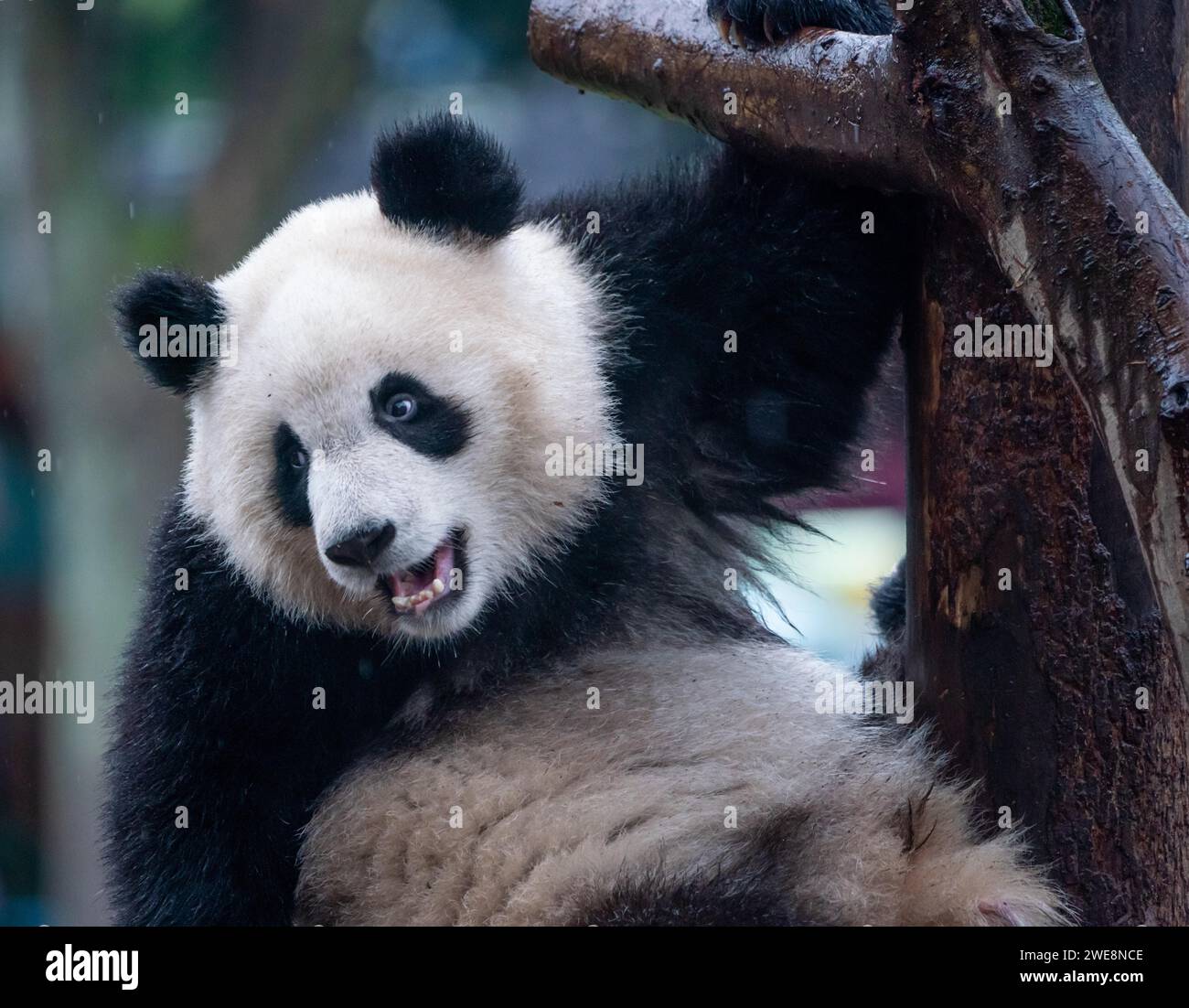 Giant pandas play in the rain at Chongqing Zoo, Chongqing, China. 21st ...
