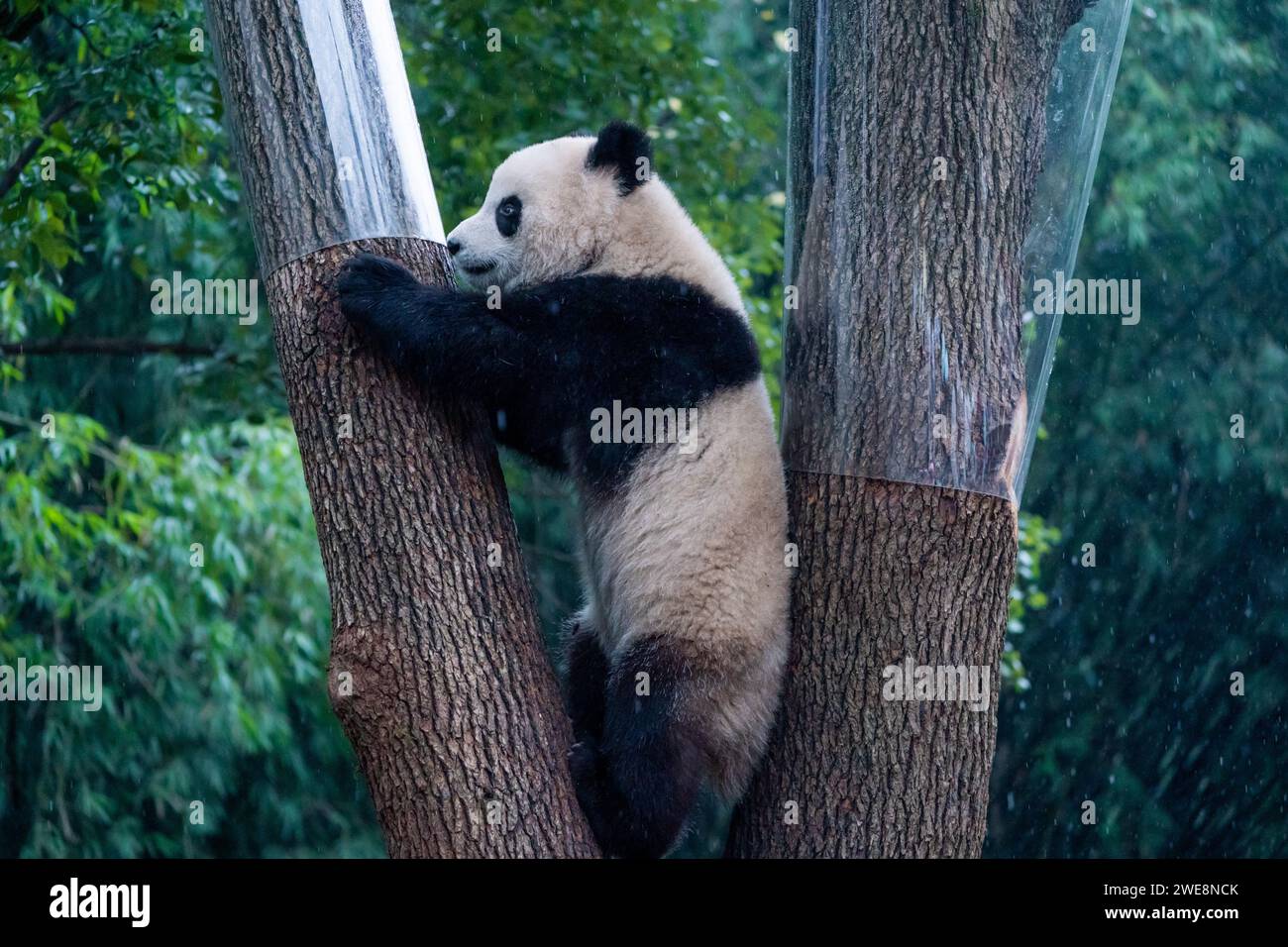 Giant pandas play in the rain at Chongqing Zoo, Chongqing, China. 21st ...