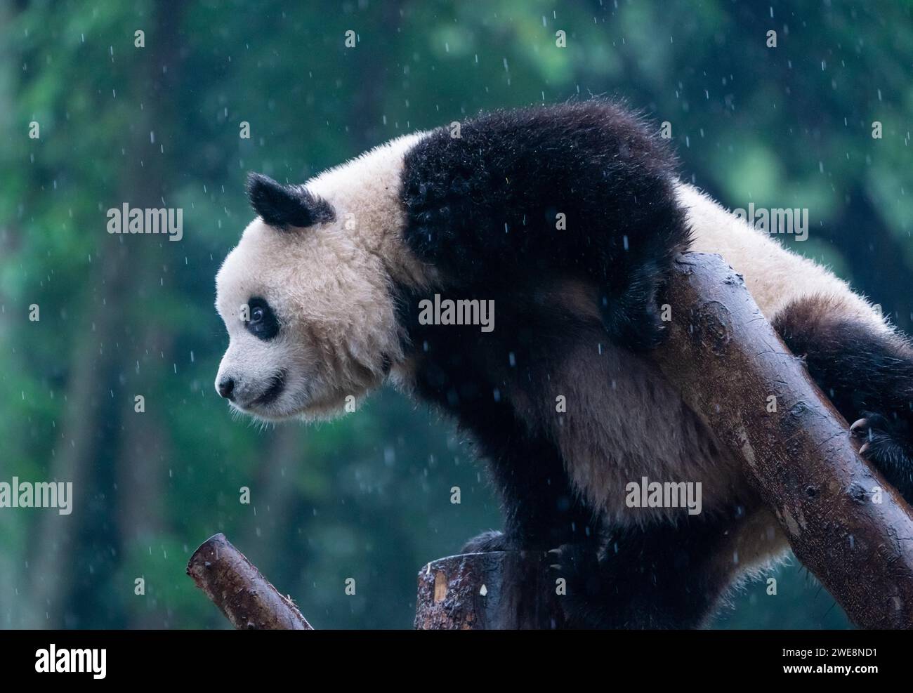 Giant pandas play in the rain at Chongqing Zoo, Chongqing, China. 21st ...