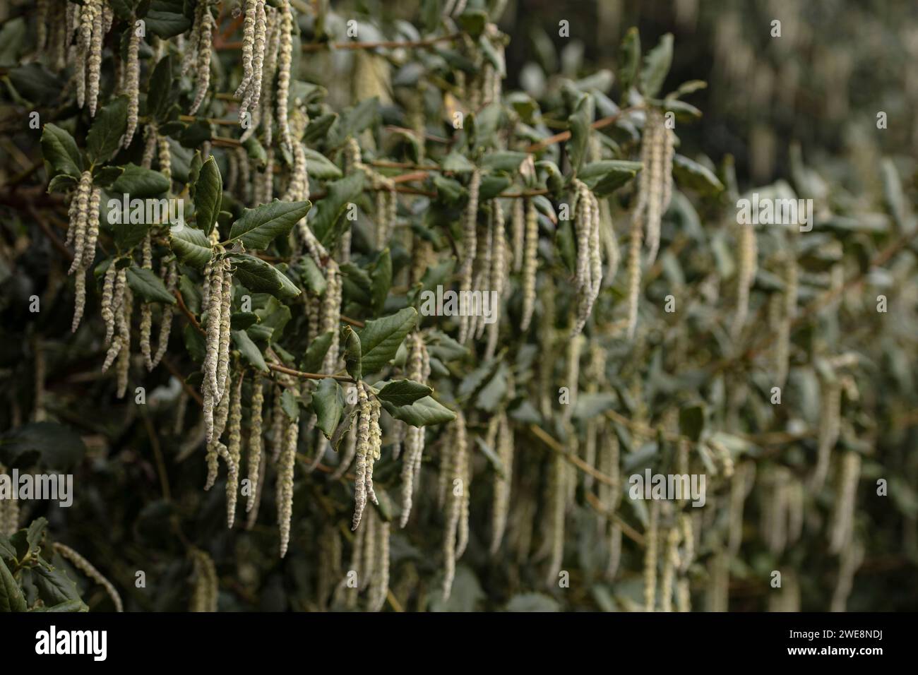 Dramatic Garrye Elliptica 'James Roof’. Natural close up high ...