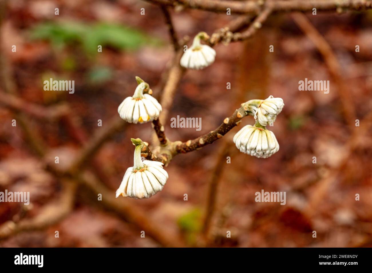 Unusual Edgeworthia chrysantha, Oriental paperbush. Natural close up ...