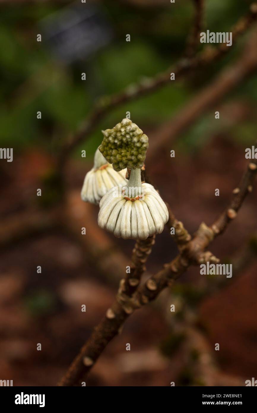 Unusual Edgeworthia chrysantha, Oriental paperbush. Natural close up ...