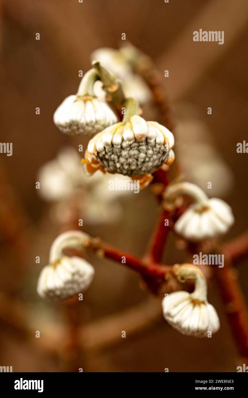 Unusual Edgeworthia chrysantha, Oriental paperbush. Natural close up ...