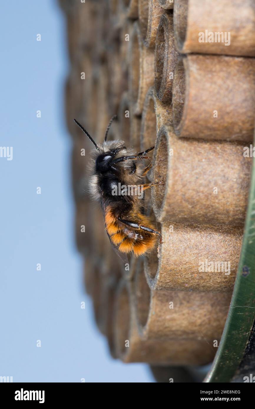 Gehörnte Mauerbiene, Männchen, Osmia cornuta, European orchard bee ...