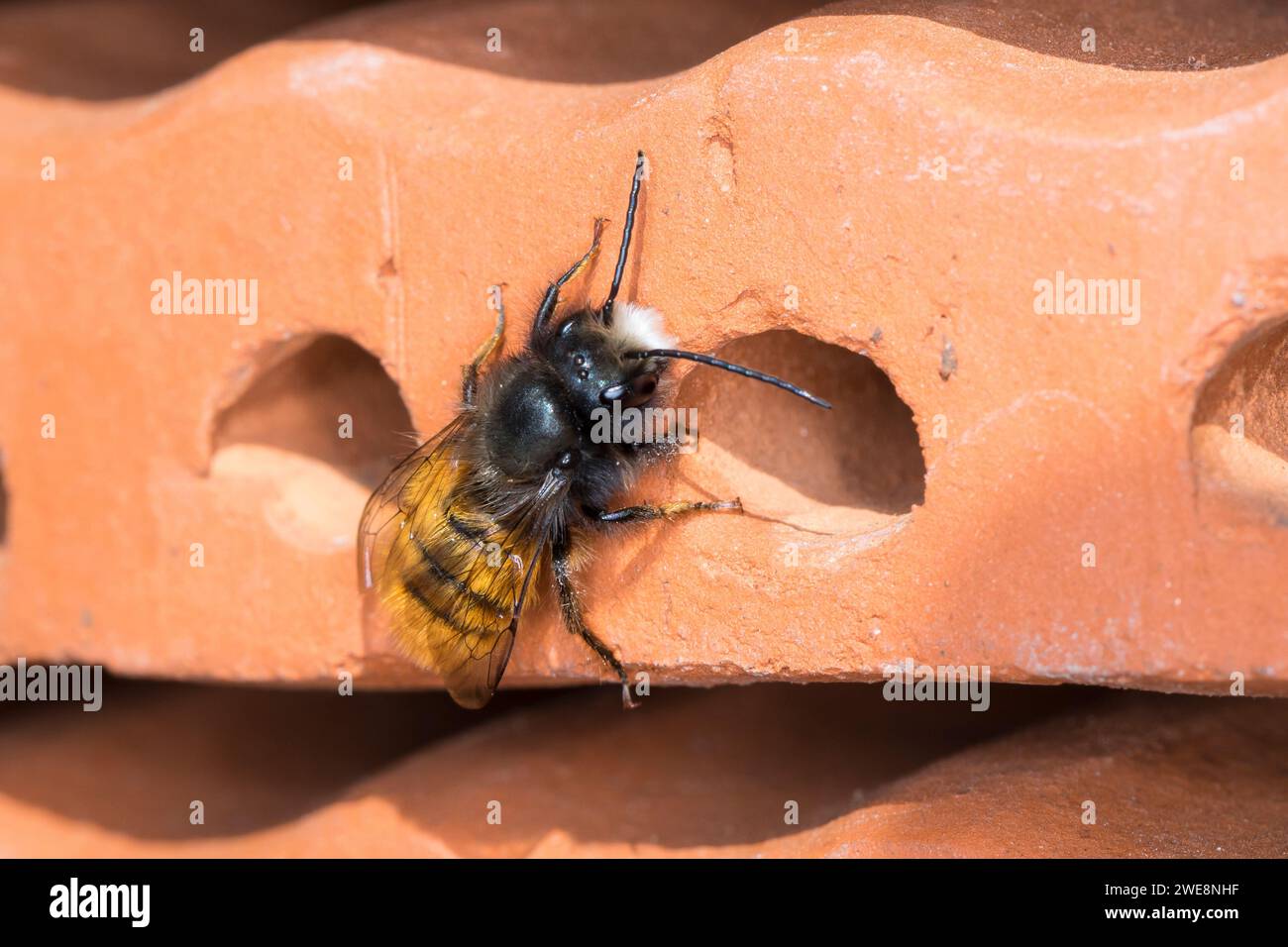 Gehörnte Mauerbiene, Männchen, Osmia cornuta, European orchard bee ...