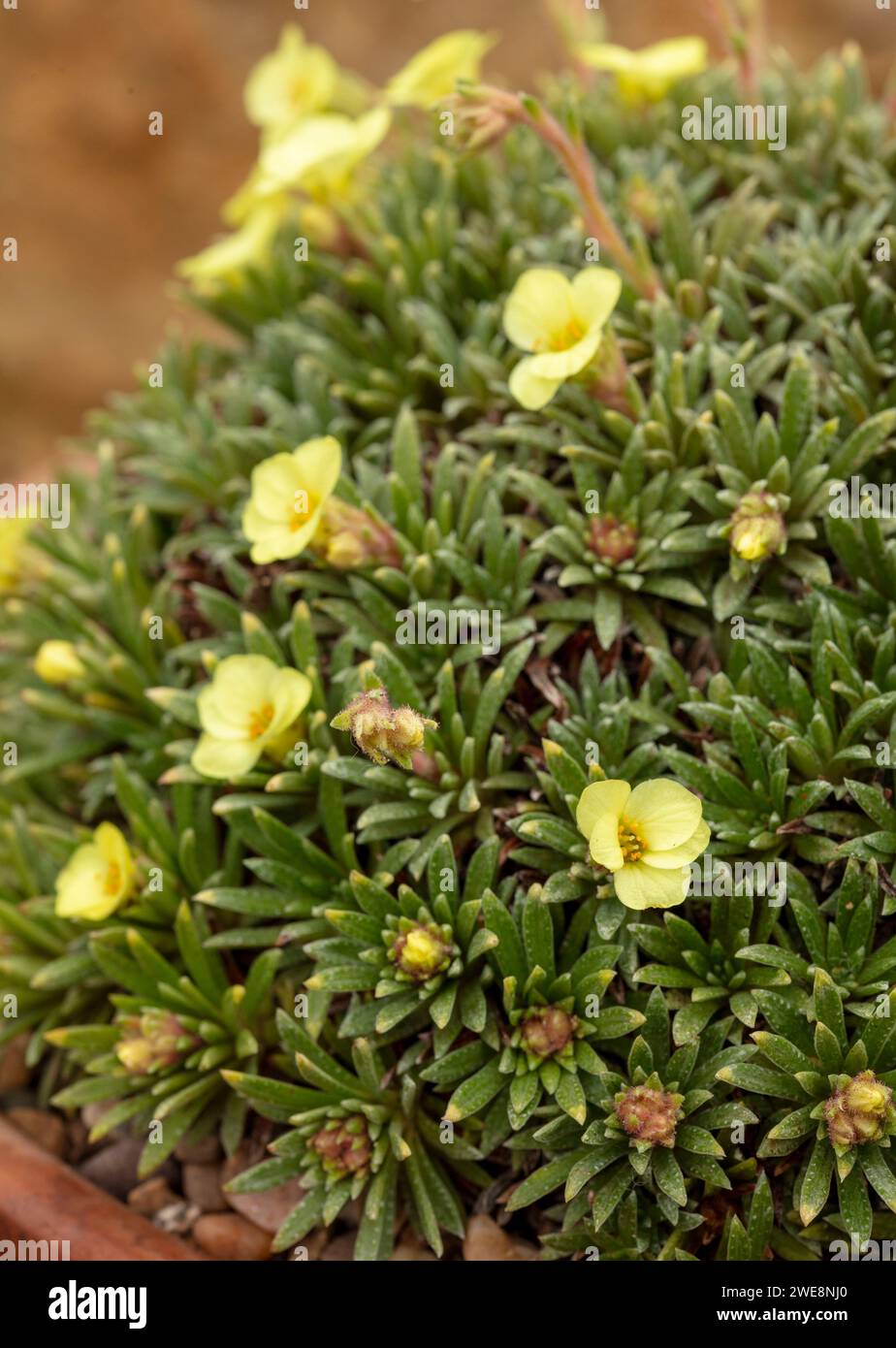 Saxifraga orion kepleri hi-res stock photography and images - Alamy