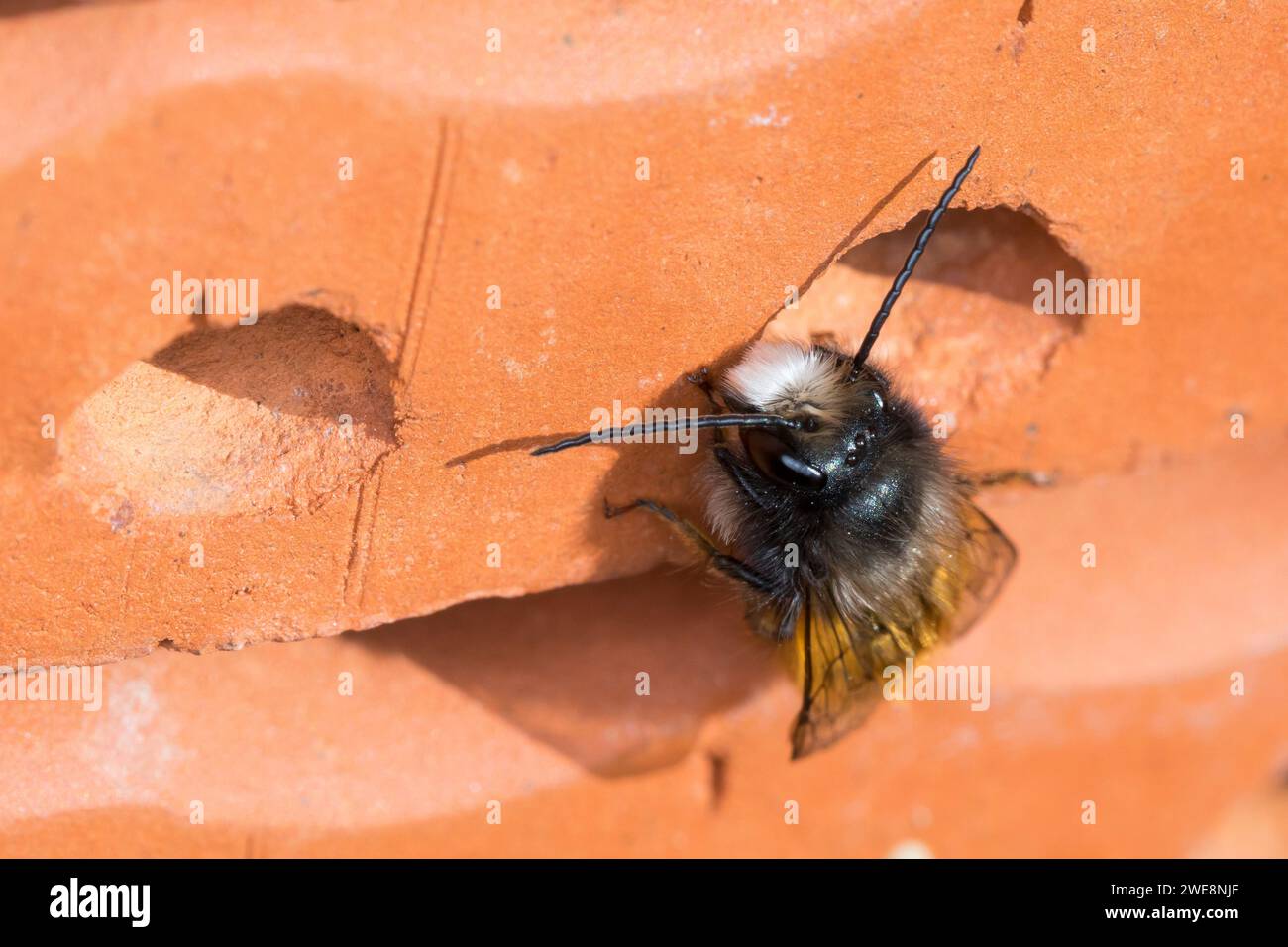 Gehörnte Mauerbiene, Männchen, Osmia cornuta, European orchard bee ...
