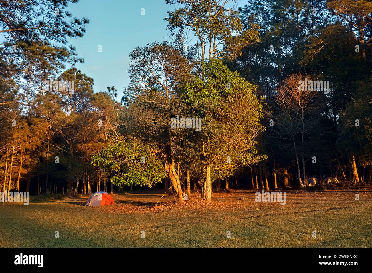 Camping in Phu Kradueng National Park, Loei, Thailand Stock Photo - Alamy