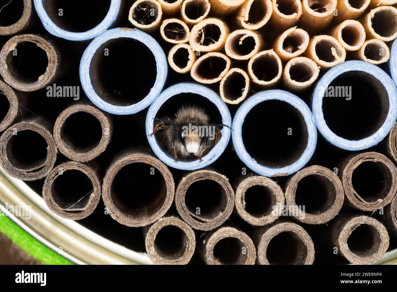 Gehörnte Mauerbiene, Männchen, Osmia cornuta, European orchard bee ...