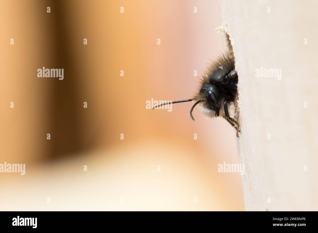 Gehörnte Mauerbiene, Männchen, Osmia cornuta, European orchard bee ...