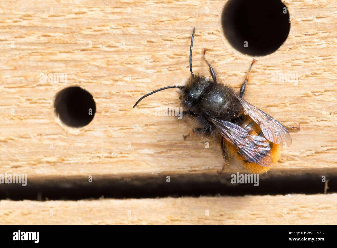 Gehörnte Mauerbiene, Männchen, Osmia cornuta, European orchard bee ...