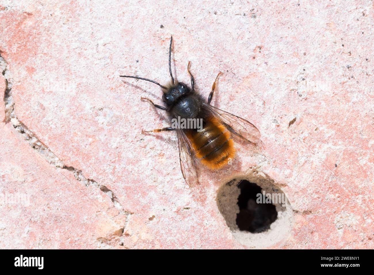 Gehörnte Mauerbiene, Männchen, Osmia cornuta, European orchard bee ...