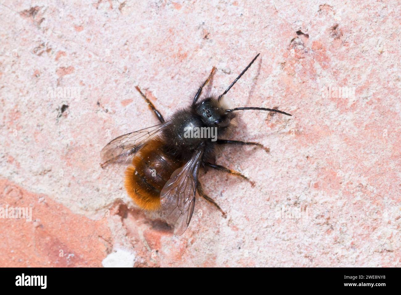 Gehörnte Mauerbiene, Männchen, Osmia cornuta, European orchard bee ...
