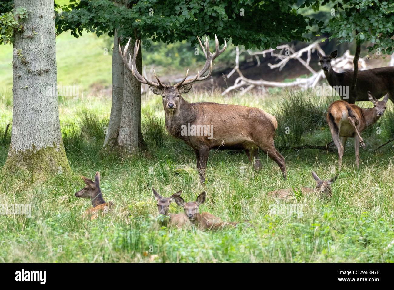 Rotwild im forst hi-res stock photography and images - Alamy