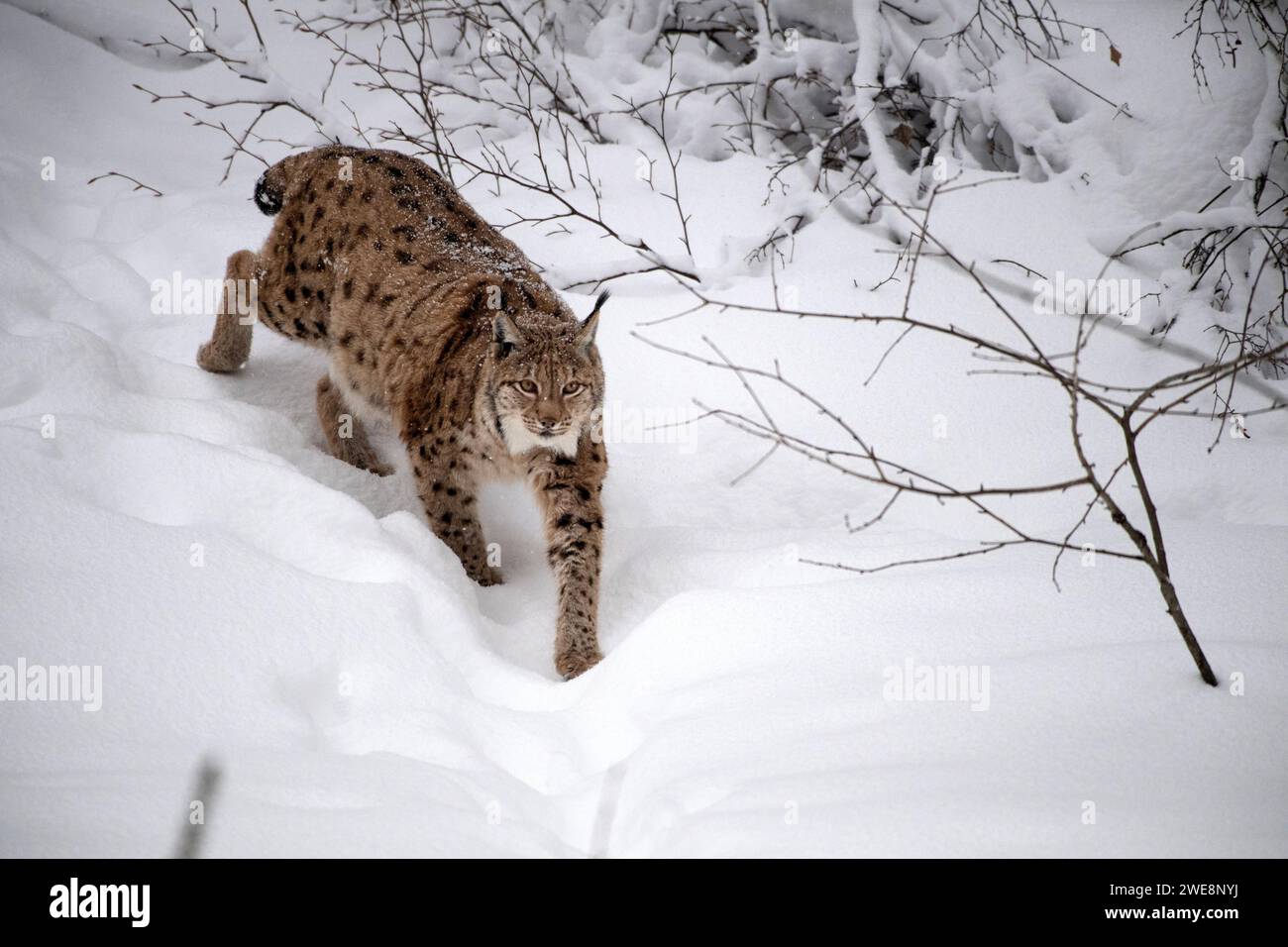 Eurasischer luchs luchs luchs im winter hi-res stock photography and ...
