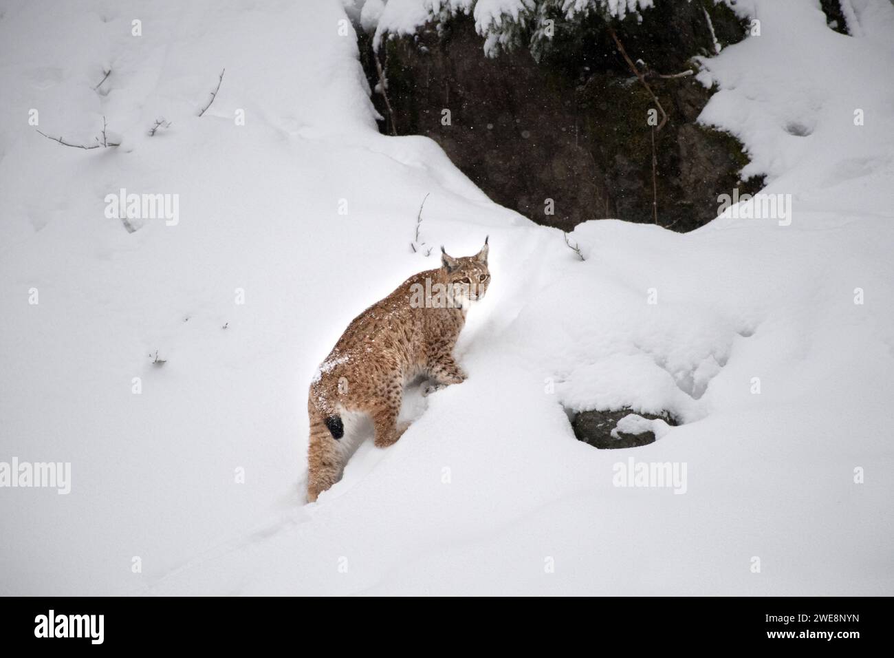 Eurasischer luchs luchs luchs im winter hi-res stock photography and ...
