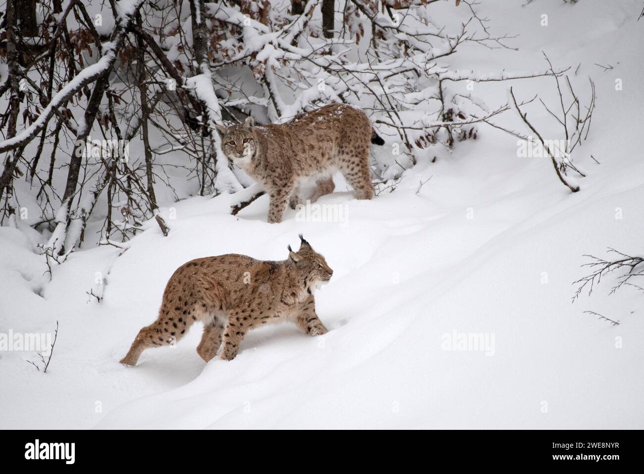 Luchs pelz hi-res stock photography and images - Alamy
