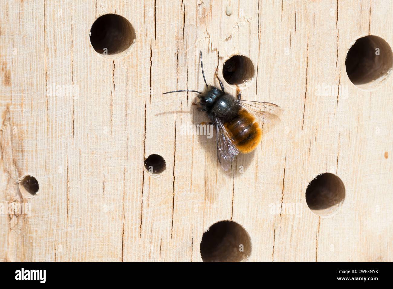 Gehörnte Mauerbiene, Männchen, Osmia cornuta, European orchard bee ...