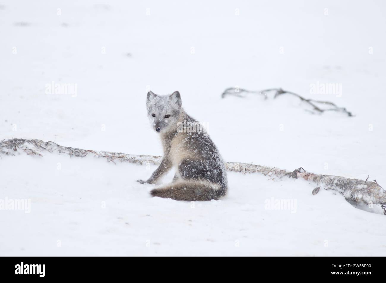 arctic fox Alopex lagopus changing into its winter coat scavenging and ...