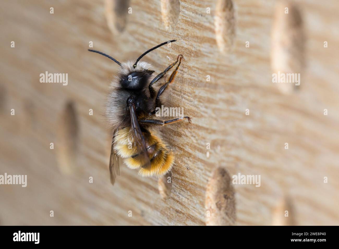 Gehörnte Mauerbiene, Männchen, Osmia cornuta, European orchard bee ...