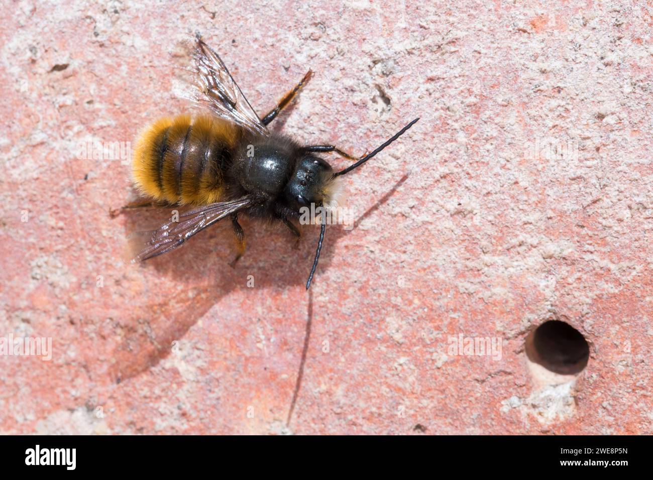 Gehörnte Mauerbiene, Männchen, Osmia cornuta, European orchard bee ...