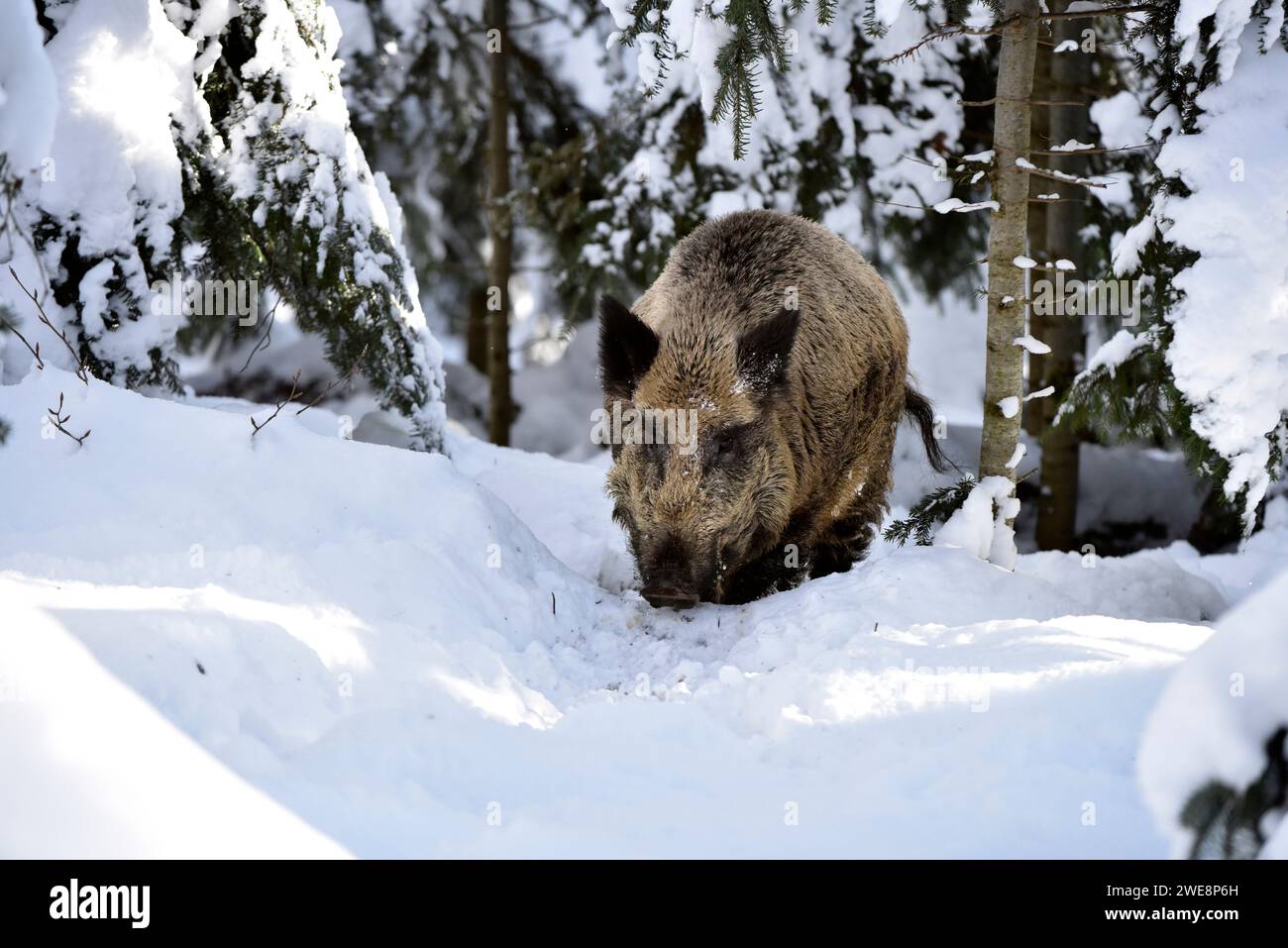 Wildschwein snow hi-res stock photography and images - Alamy