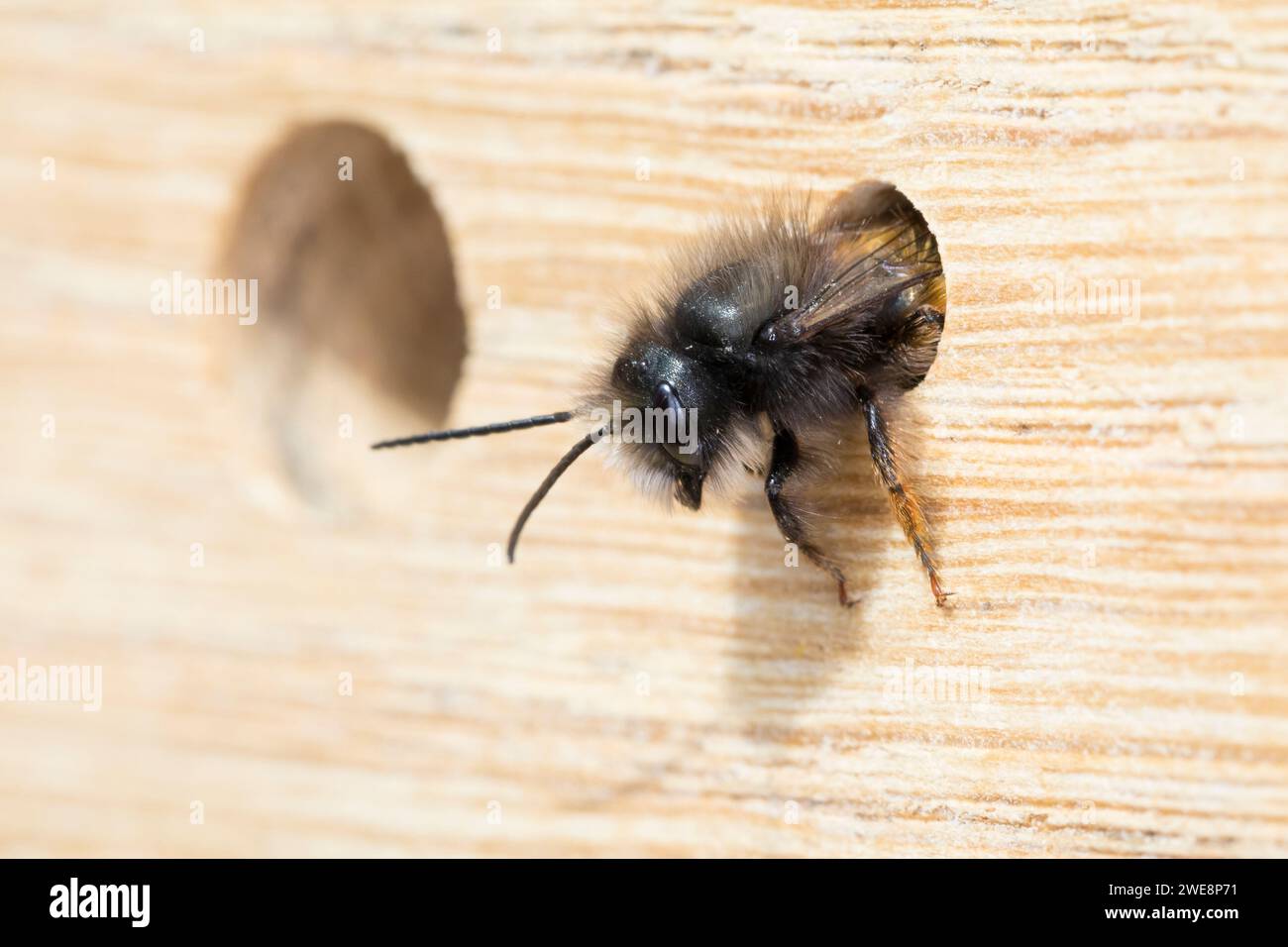 Gehörnte Mauerbiene, Männchen, Osmia cornuta, European orchard bee ...