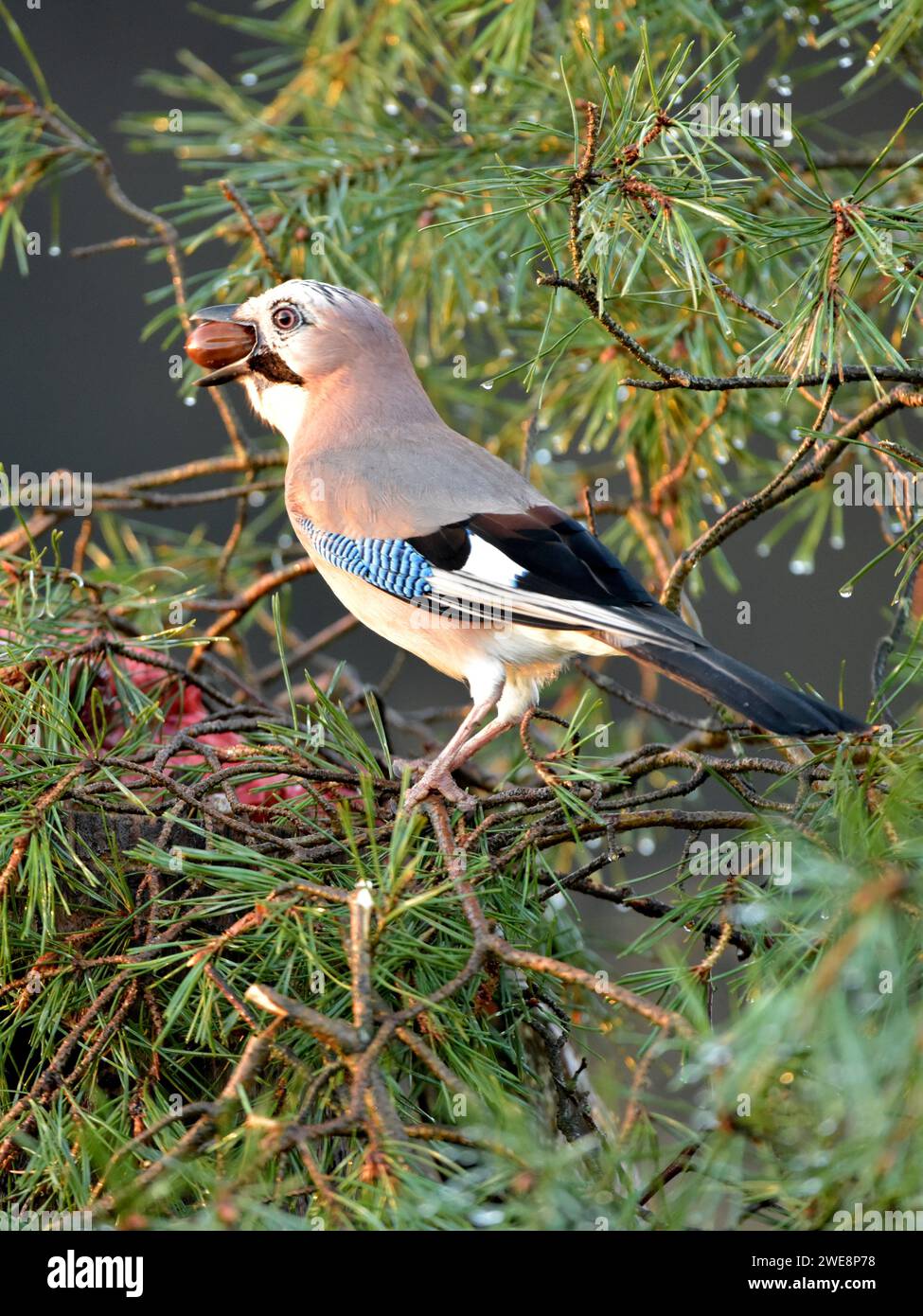 Vogel mit beute hi-res stock photography and images - Alamy