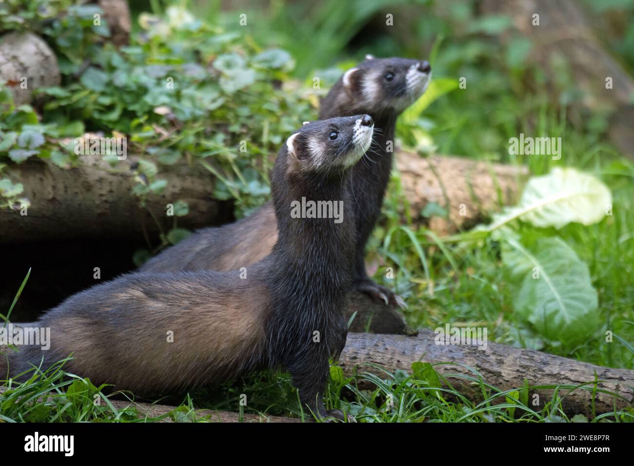 Iltis hi-res stock photography and images - Alamy