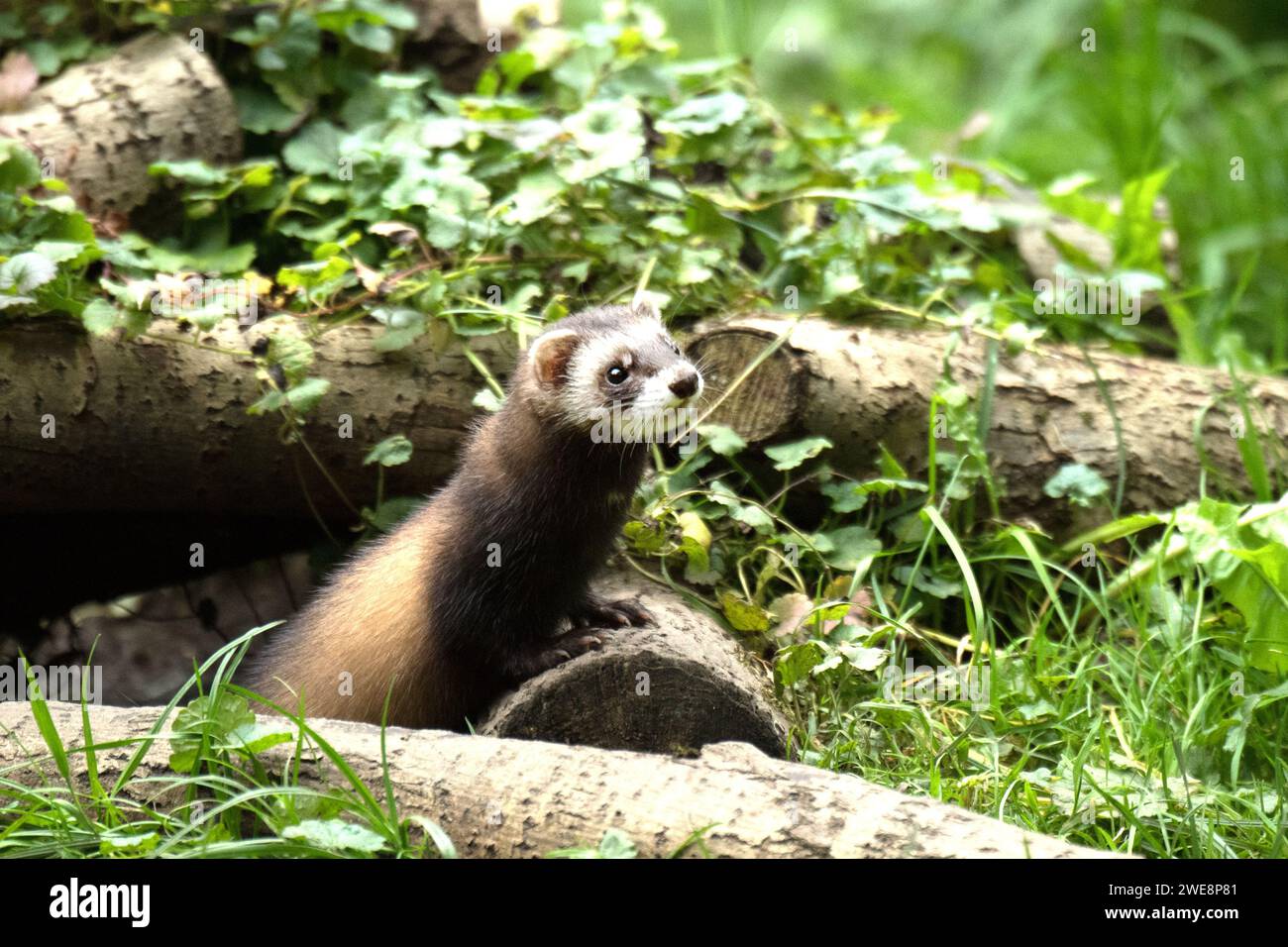 Iltis hi-res stock photography and images - Alamy