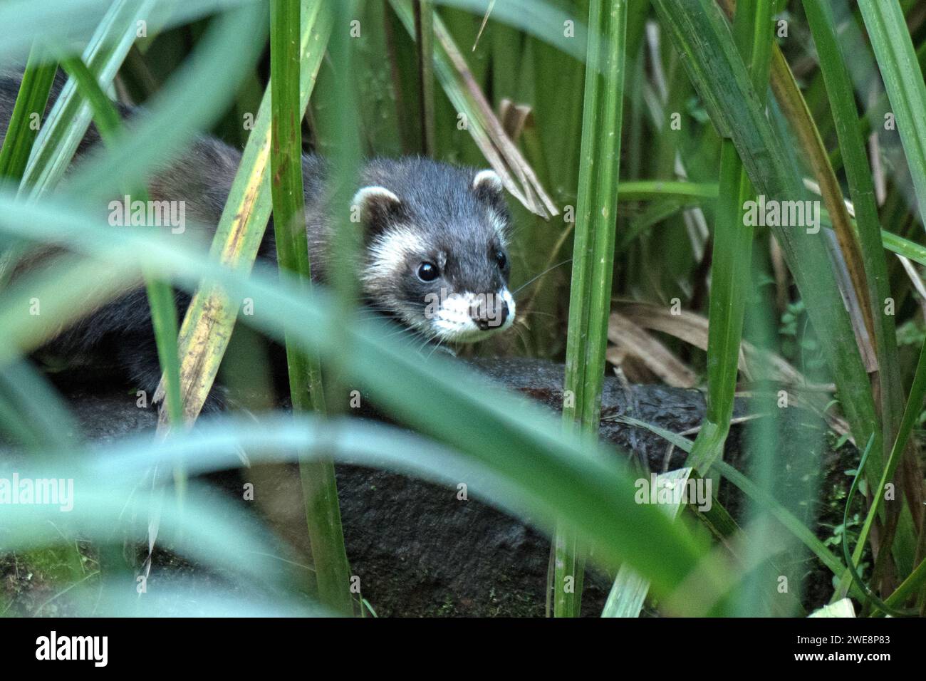 Iltis hi-res stock photography and images - Alamy