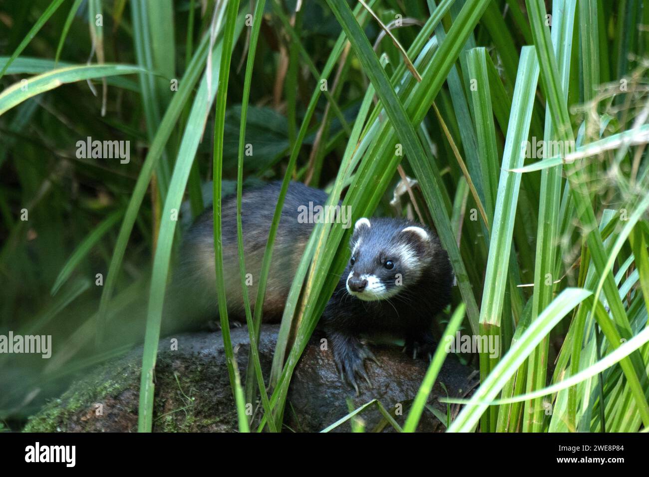 Iltis hi-res stock photography and images - Alamy