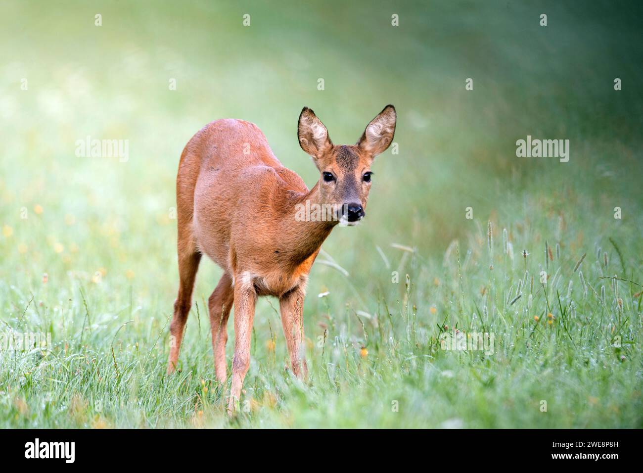 Ricke neugierig hi-res stock photography and images - Alamy