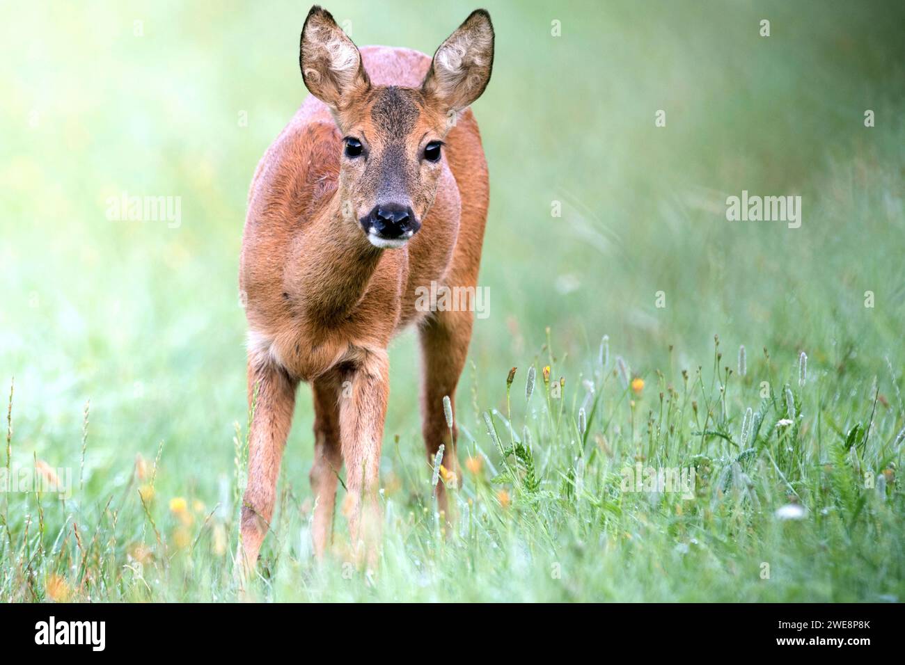 Reh auf der wiese hi-res stock photography and images - Alamy