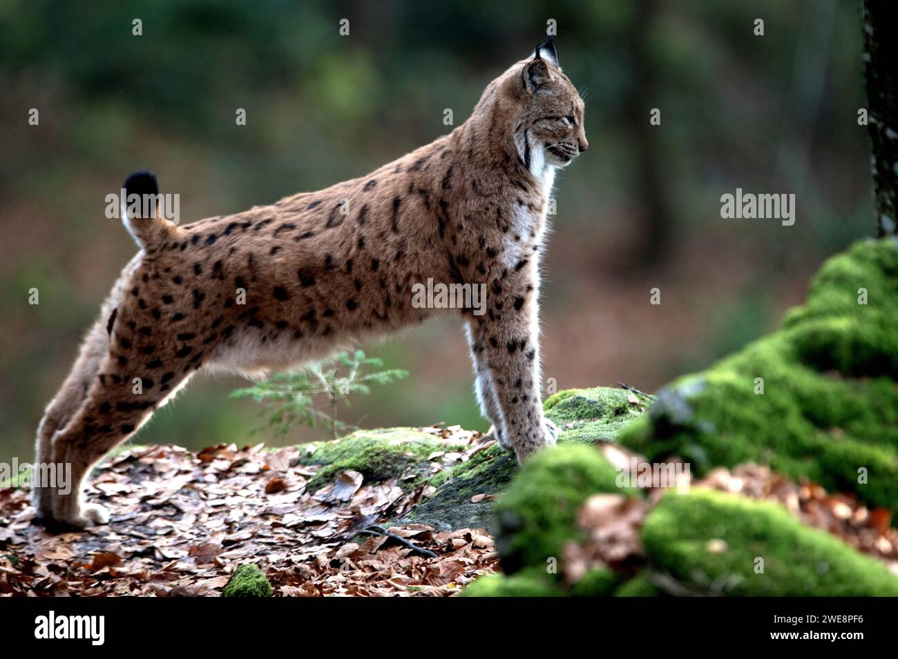 Luchs pelz hi-res stock photography and images - Alamy