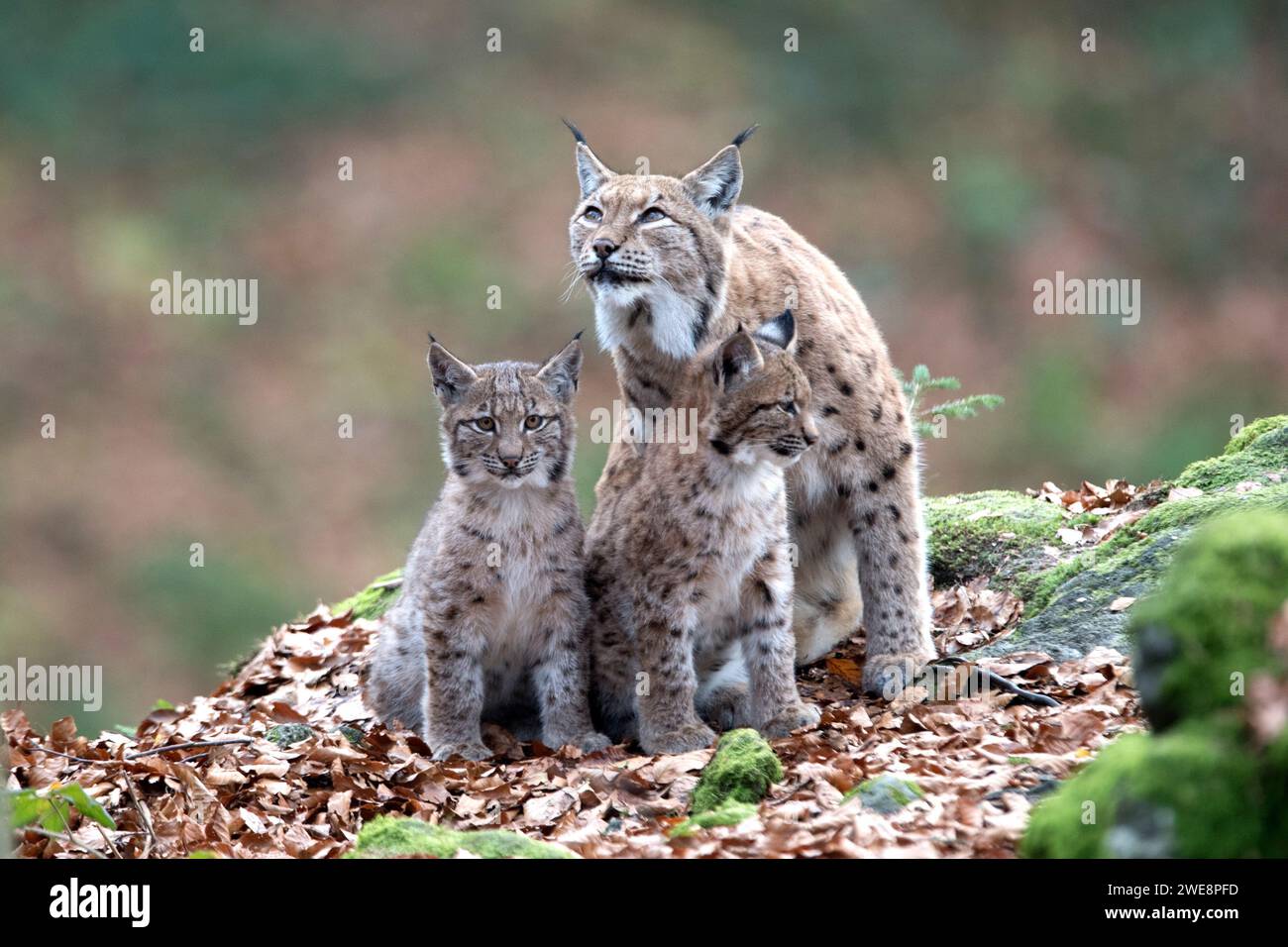 Luchs pelz hi-res stock photography and images - Alamy