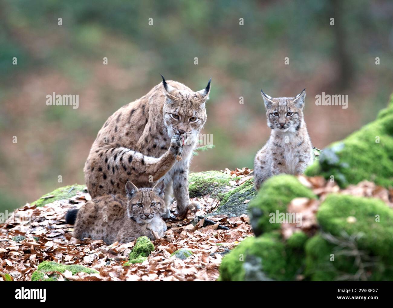 Luchs pelz hi-res stock photography and images - Alamy