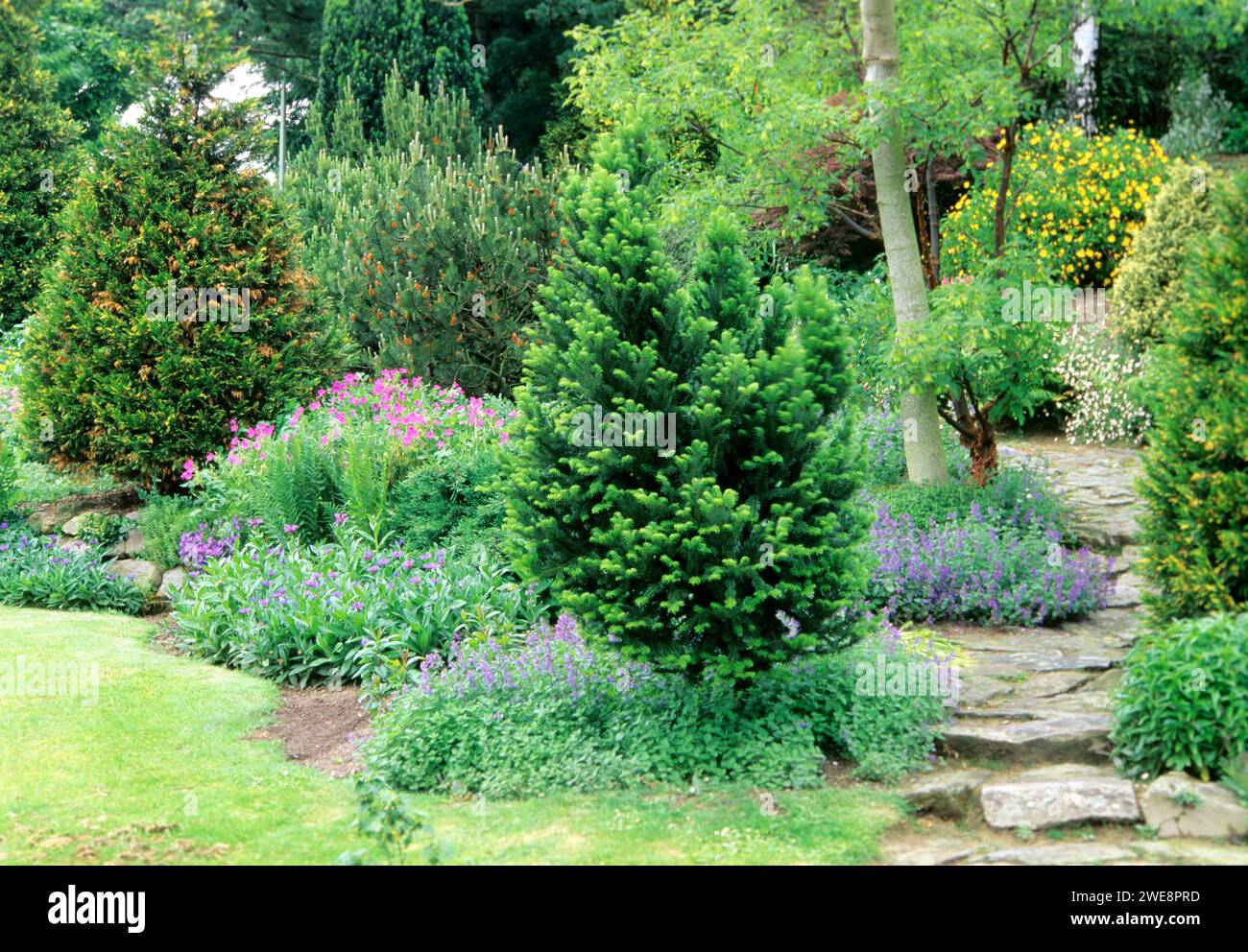 Group of dwarf conifers, Spring Stock Photo - Alamy