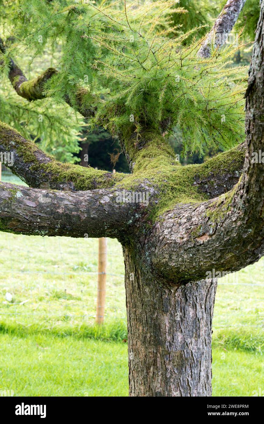 Weeping larch (Larix kaempferi) 'pendula' in a garden, autumn, Somme ...