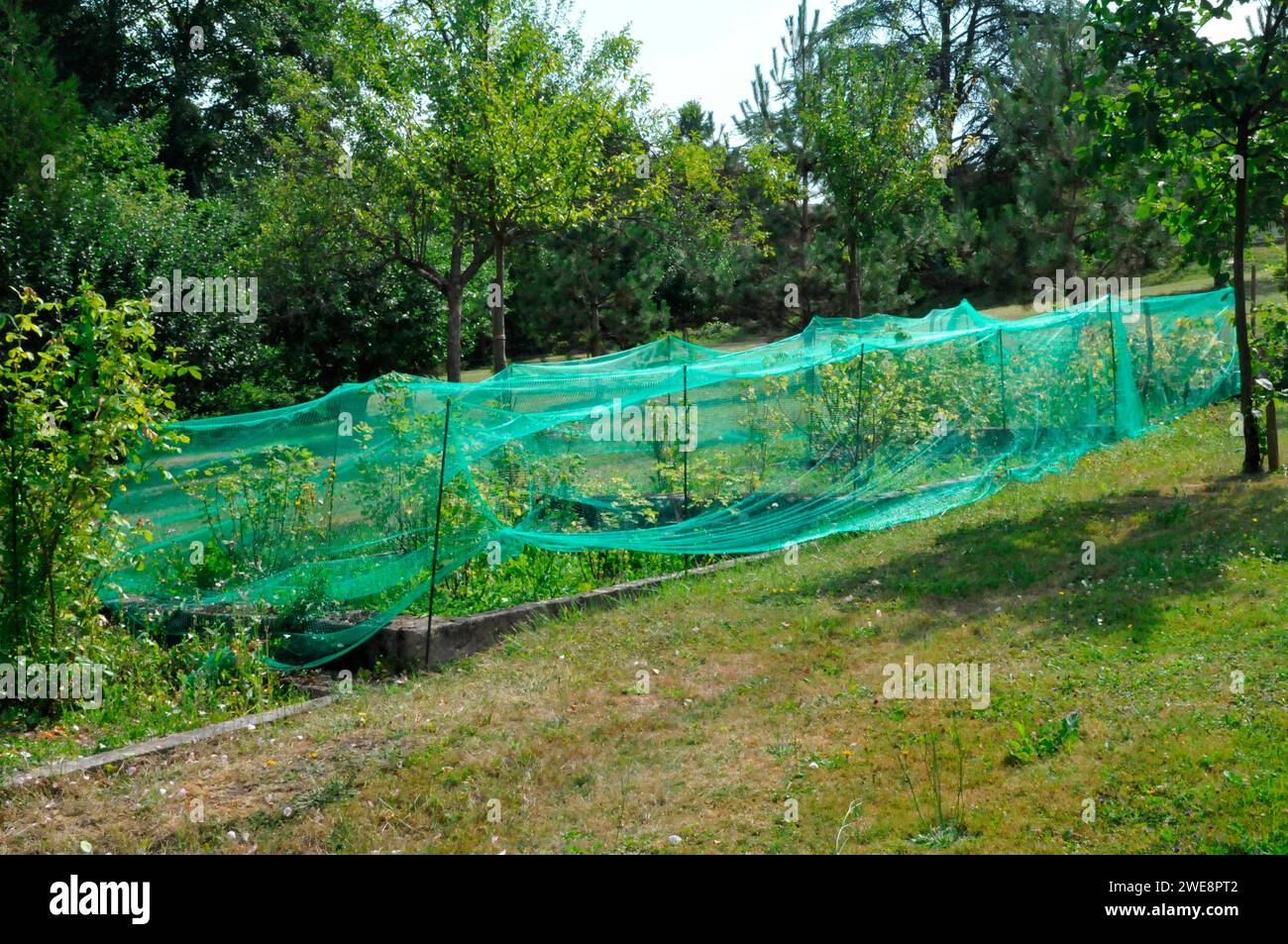 Protective netting installed on raspberry and redcurrant bushes ...