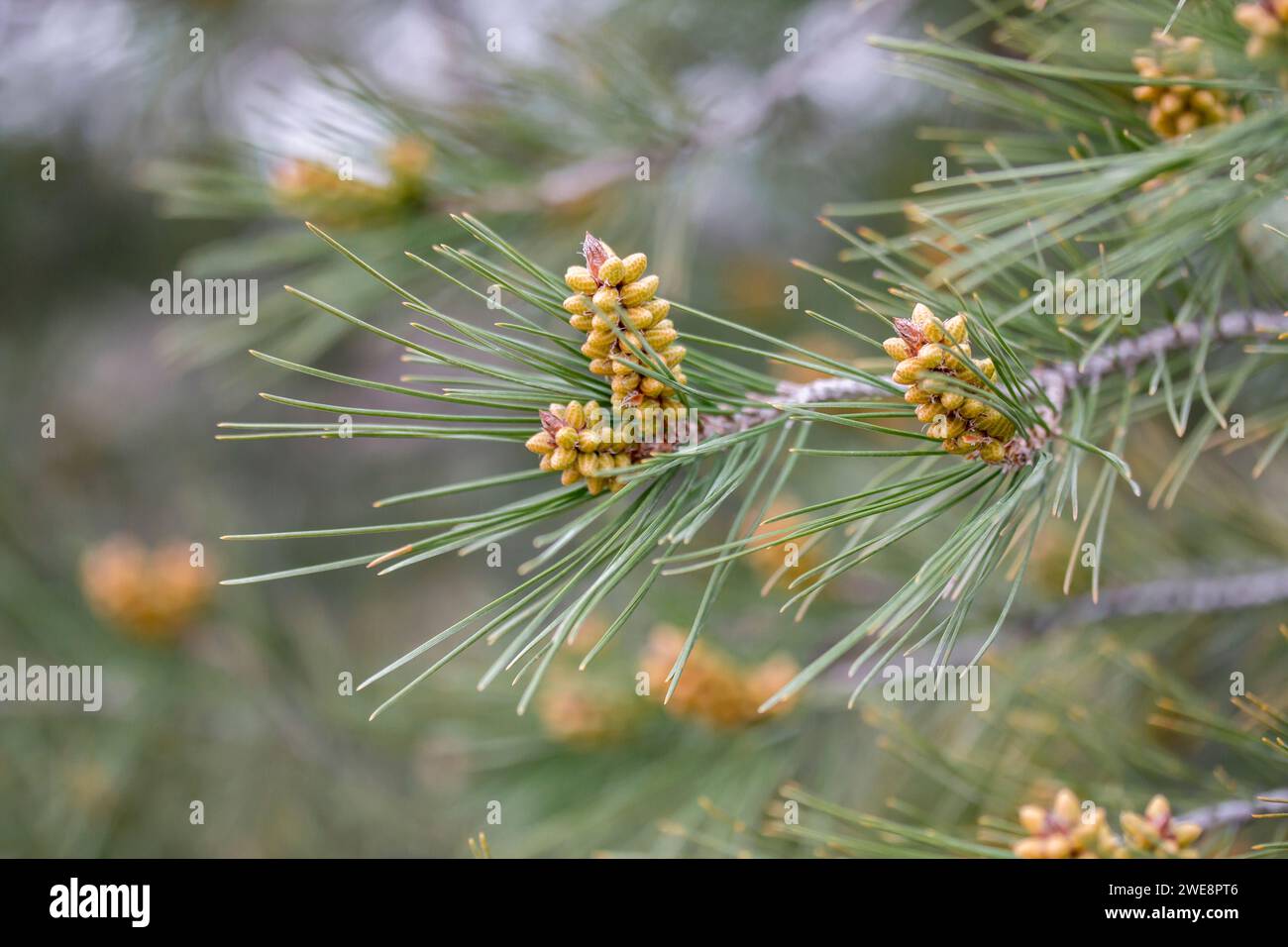 Aleppo pine (Pinus halepensis) branches with male flower cones, Gard ...