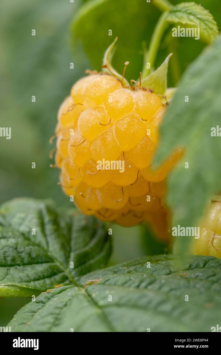 Raspberry (Rubus idaeus) 'Golden Everest' Stock Photo - Alamy