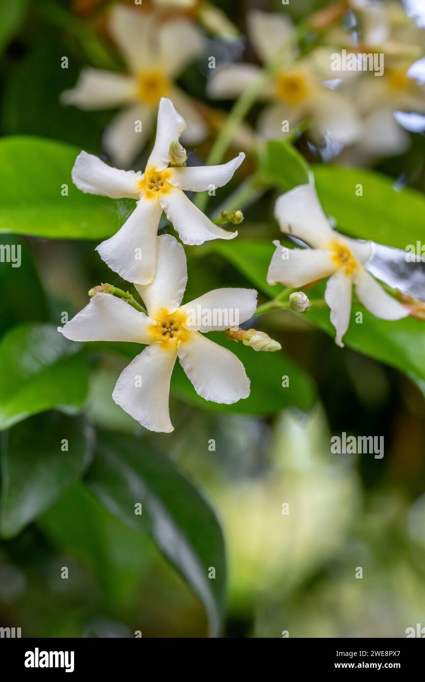 Yellow star jasmine (Trachelospermum asiaticum) flowers Stock Photo - Alamy