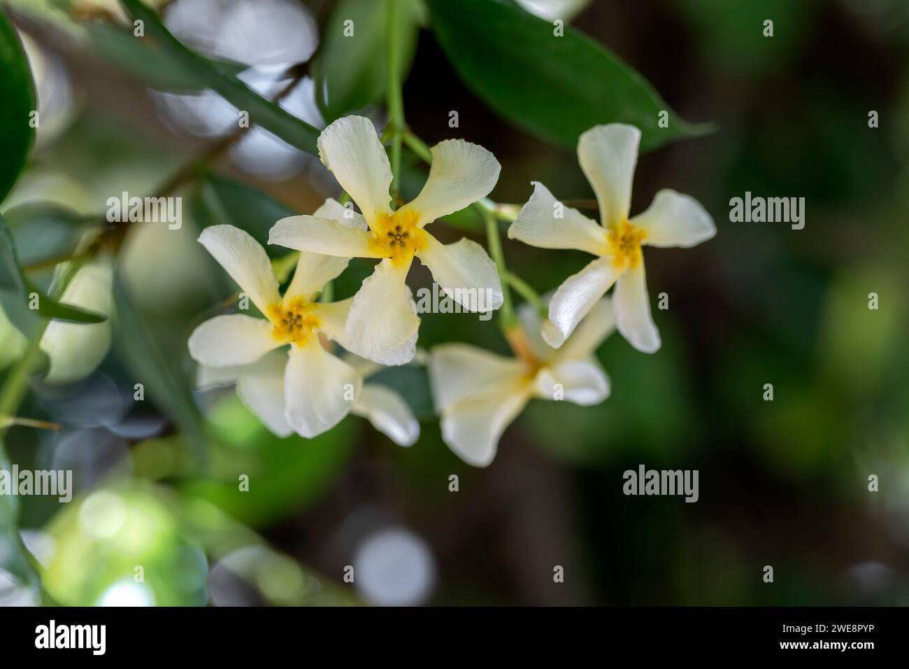 Yellow star jasmine (Trachelospermum asiaticum) flowers Stock Photo - Alamy
