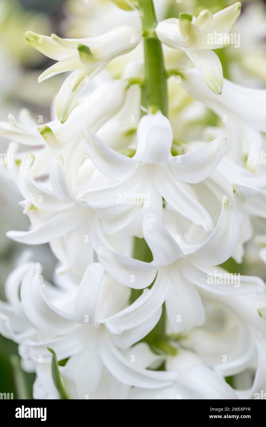 White Hyacinth (Hyacinthus orientalis Stock Photo - Alamy