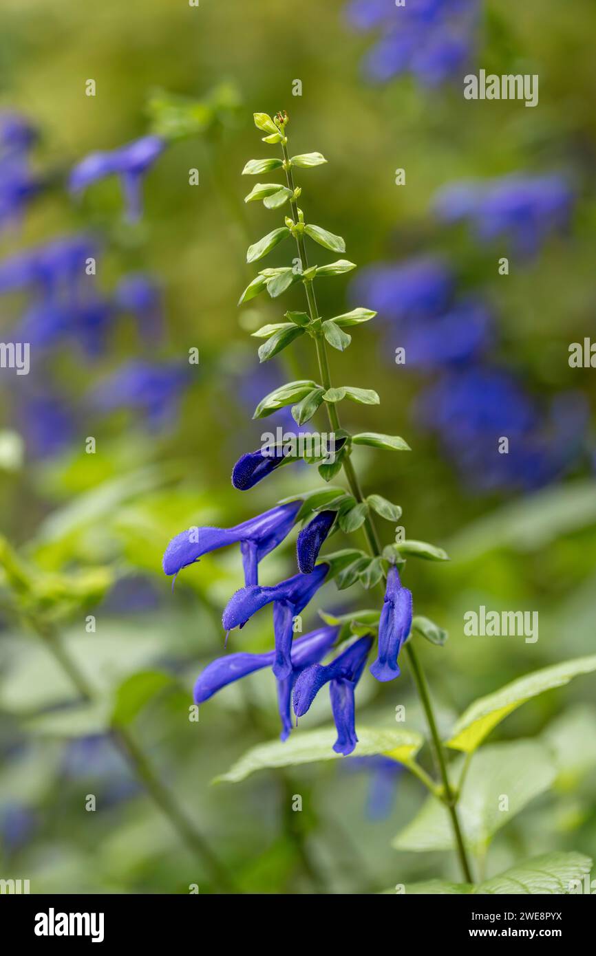 Blue anise sage (Salvia guaranitica) 'Blue Enigma' Stock Photo - Alamy