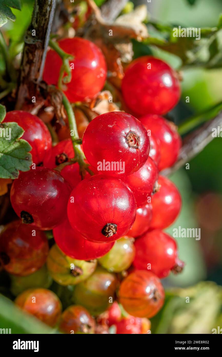 Redcurrant (Ribes rubrum Stock Photo - Alamy